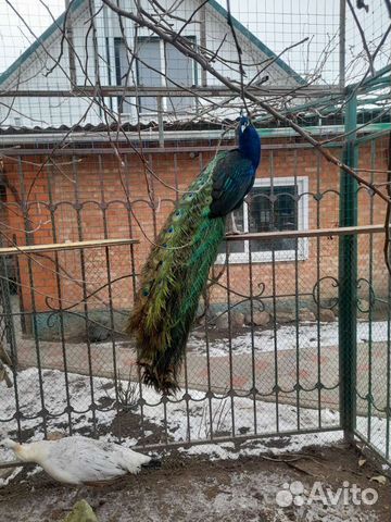 Павлин