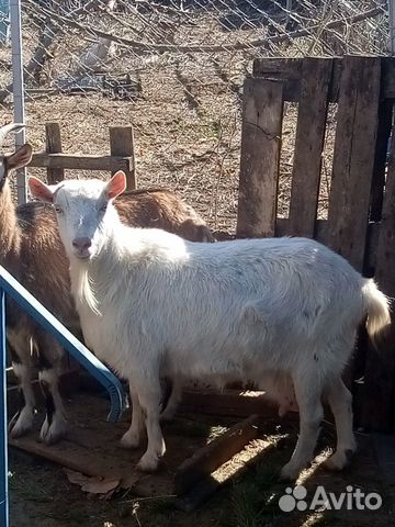 Коза дойная молочная