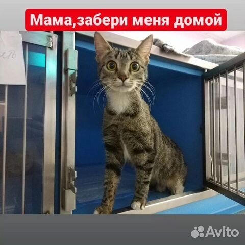 Очень-очень нужен дом умной, доброй девочке