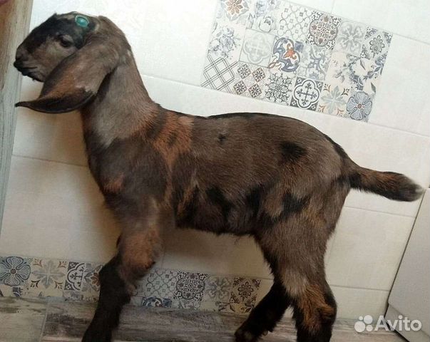 Англо нубийские козлята
