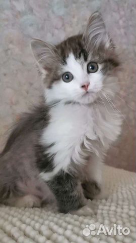 Котёнок Фунтик в добрые руки