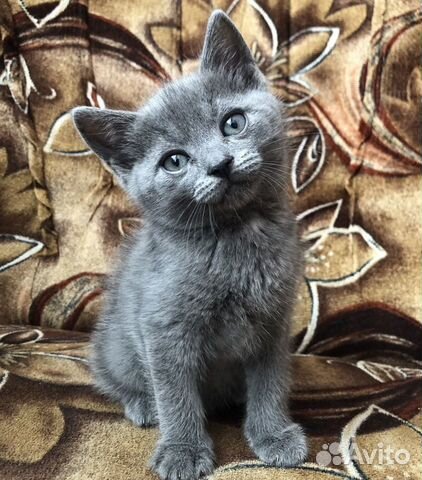 Британские котята