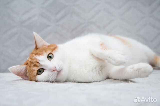 Рыже-белая кошка Олли в дар бесплатно