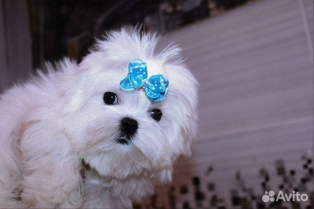 Очаровательный мальчик мальтезе 3 мес