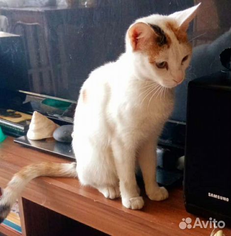 Белая Марточка с рыжей меткой выброшена в подъезд