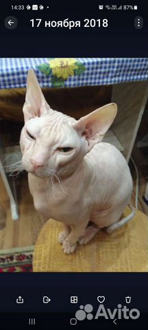 Потерялся кот донской сфинкс