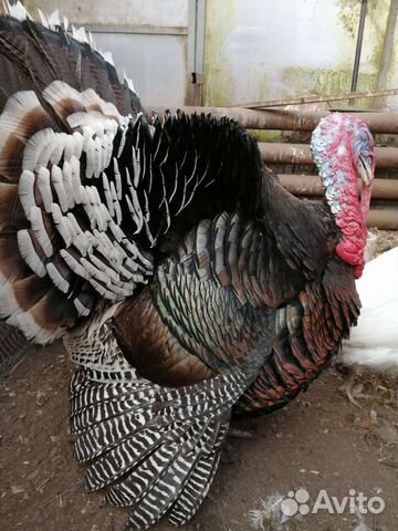 Индюки индюшки индейки