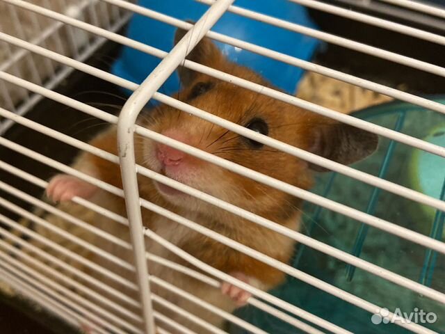 Сирийский хомяк девочка бесплатно