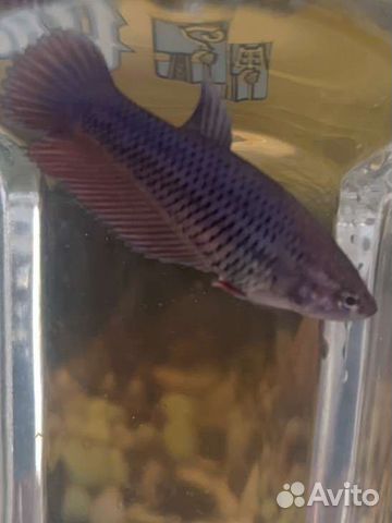 Рыбка петушок самка продажа/обмен