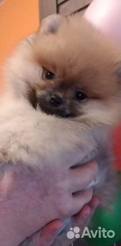 3 щеночка толстолапика