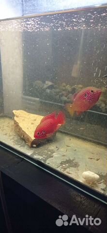 Аквариумные рыбки цихлиды