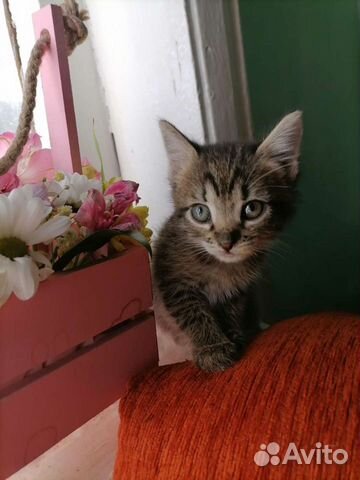 Котята и кошка