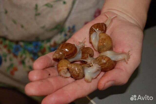 Улитки ахатины