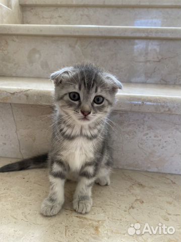 Шотландские вислоухие котята