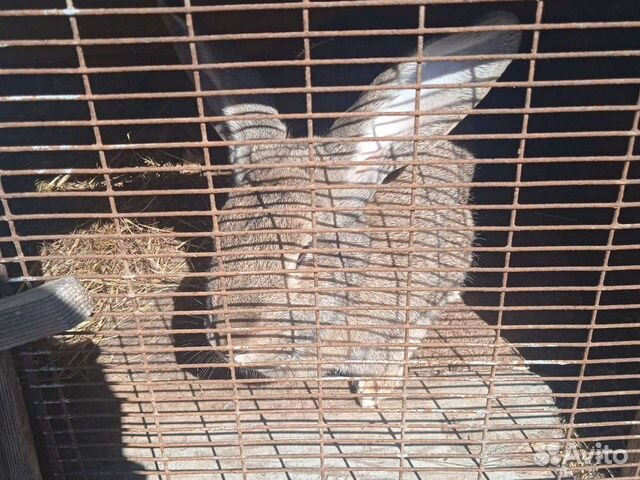 Кролики великаны самка