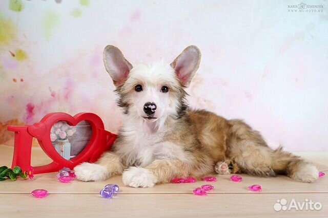 Продаётся пуховый щенок кобель