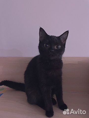 Кошечка в доьрые руки