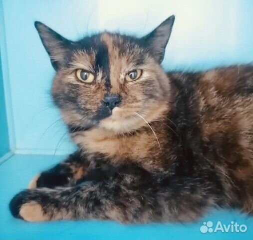 Юной ласковой Кошке некуда идти