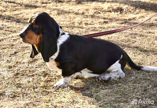 Бассет хаунд