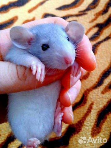 Весёлые ребята дамбо(голубые, шоколад, черные и де