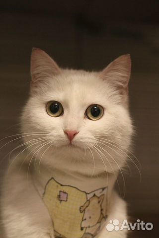 Белоснежная Кошка Монро в самые добрые руки