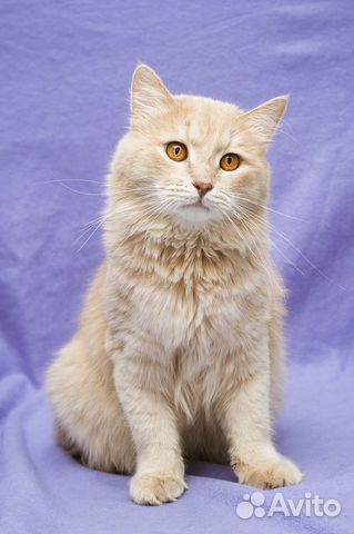 Рыжий мальчик Амур. Шикарен, мордат