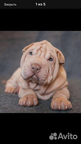 Шарпей щенок в Санкт-Петербурге