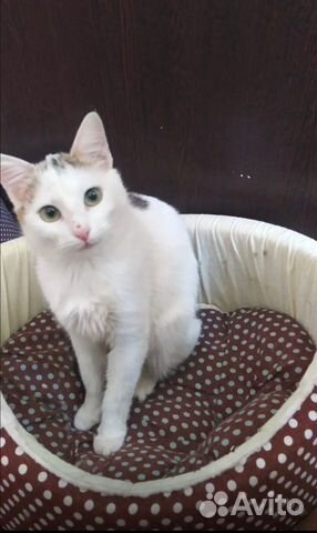 Милка исключительной теплоты и душевности котенок