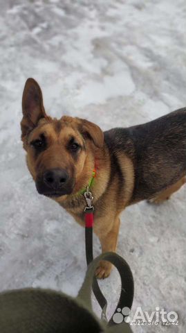 Собака в добрые руки