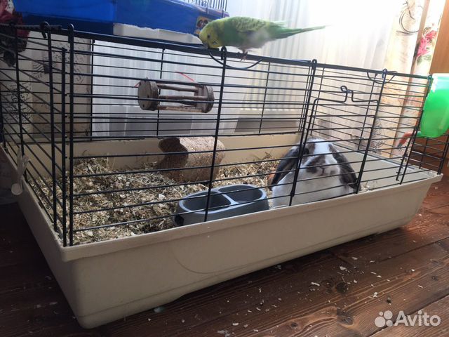 Кролик вислоухий (с клеткой)