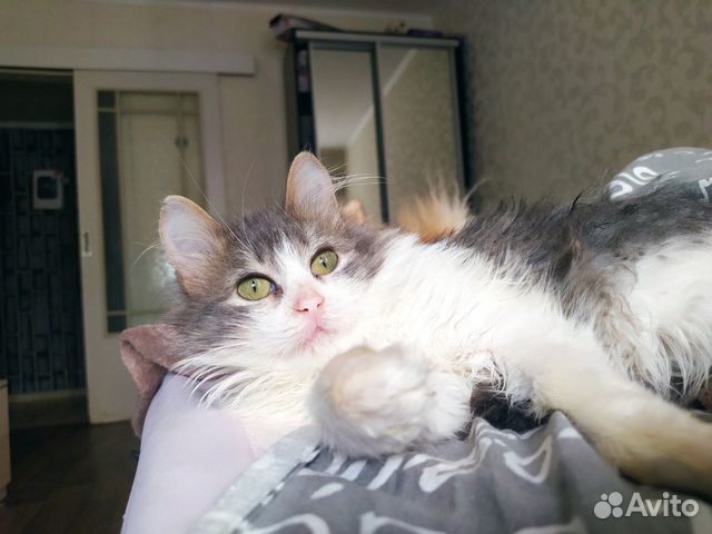 Кошка в дар