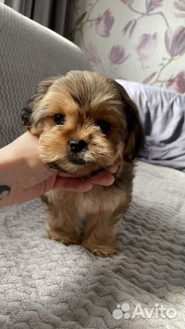 Мальтипу- шипу Девочка