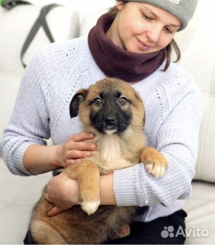 Щенок в добрые руки