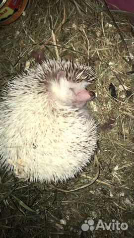 Ищем жениха