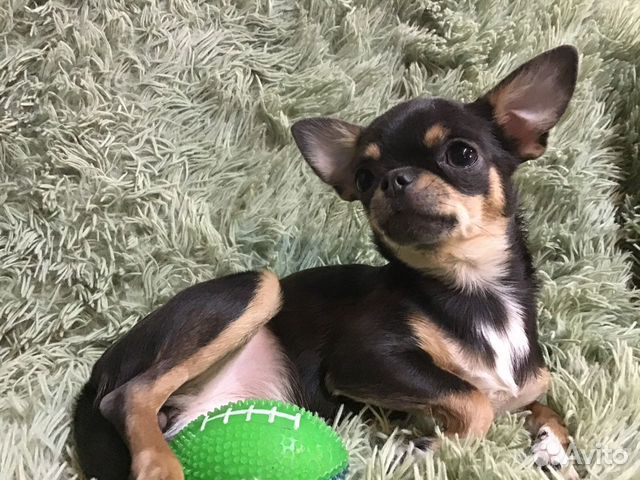 Щенки чихуахуа mini и micro РКФ