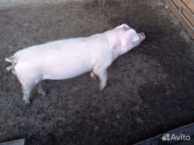Поросенок ландрас