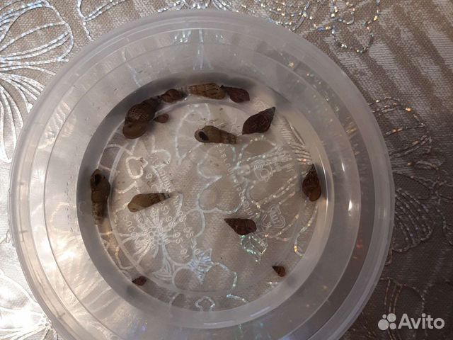 Улитки миланьи