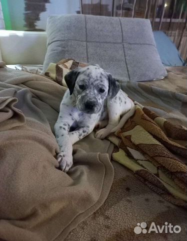 Долматинец щенок