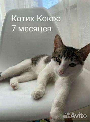 Котёнок Кокос