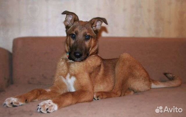 Милый Бурбон (Кобель 5 мес.) В Дар В Добрые Руки