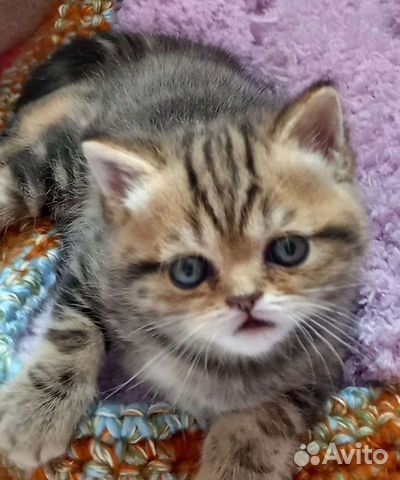 Британская кошечка