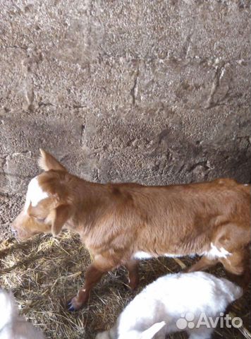 Теленок бычок 2 недели