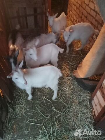 Продаются козлята молочной породы