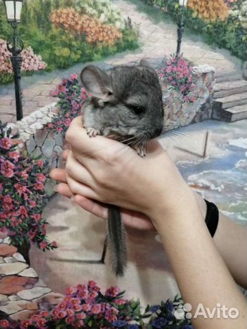 Шиншиллёнок