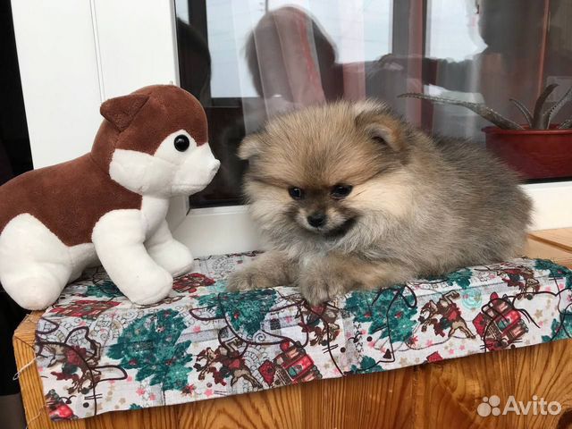 Щенки шпица