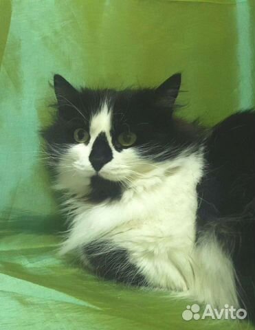 Зеленоглазый красавец