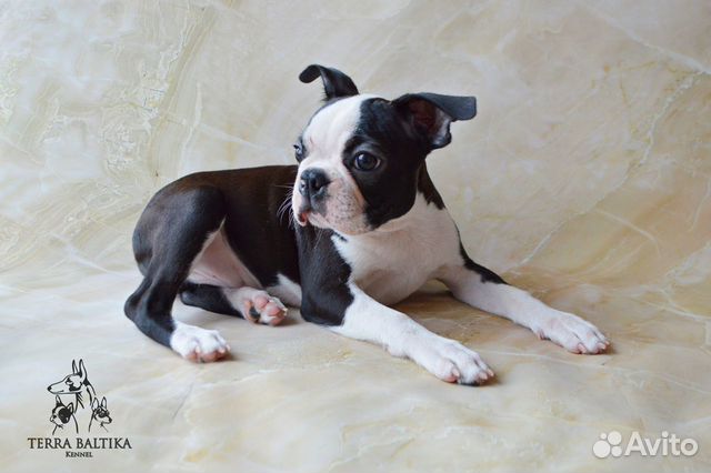 Бостон терьер мальчик