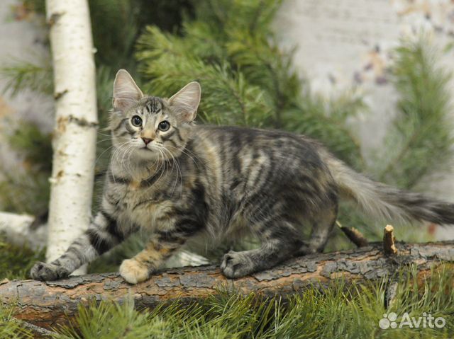 Котята норвежские лесные с документами