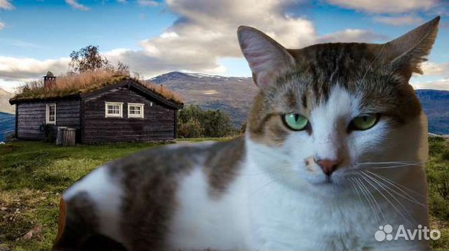 Котопес в добрые руки