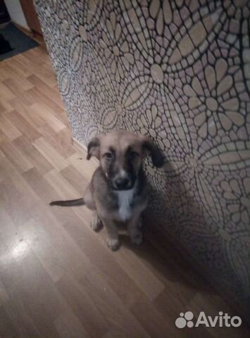 Собаки бесплатно в добрые руки щенки